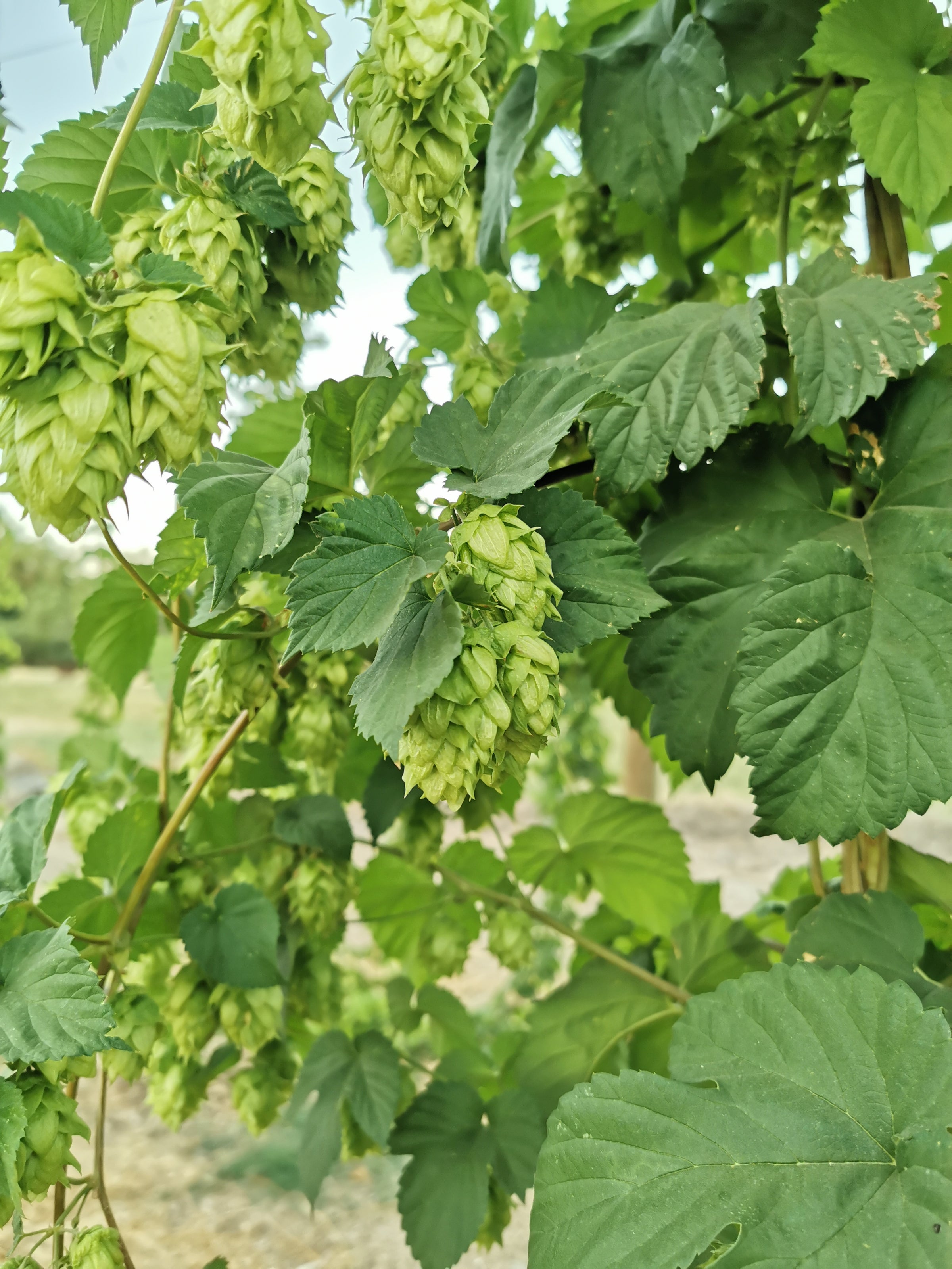 Comet Hops - 2023 Harvest 5 lb bale